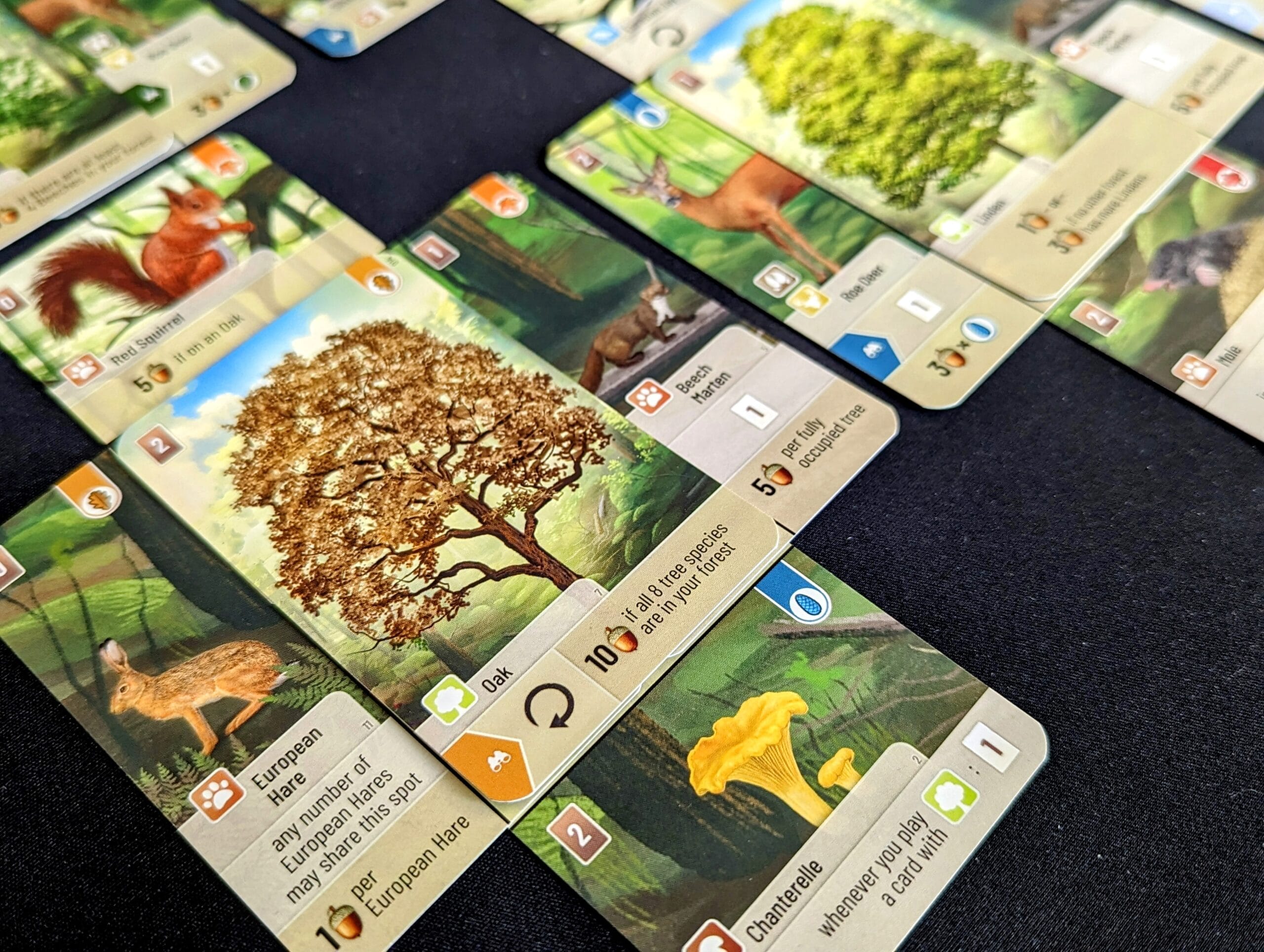 Forest Shuffle Review - BoardGameShots